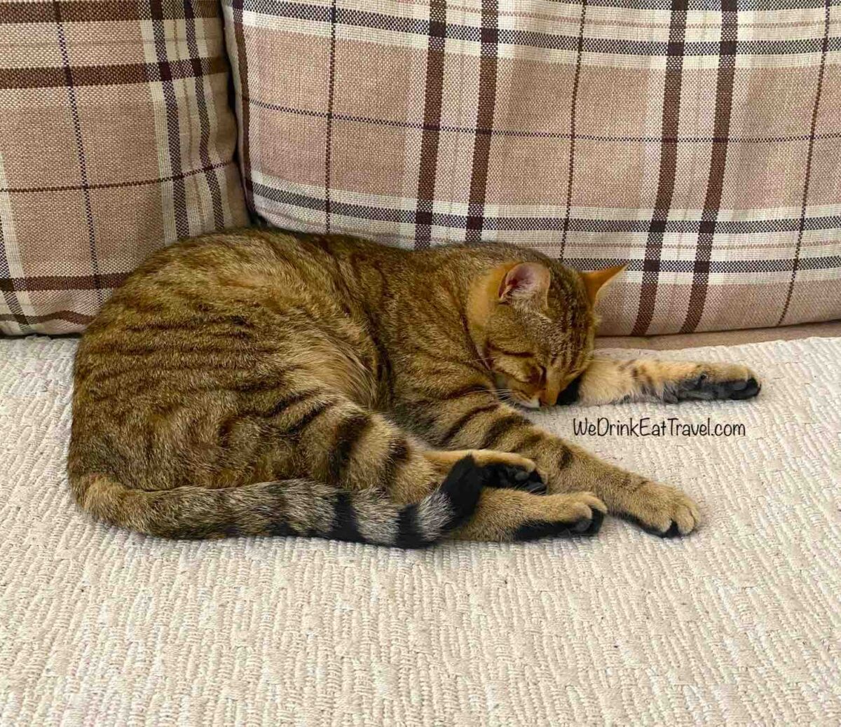 Traveling Kitty Lovers: You Need To Know About The Cats of Kotor - We ...