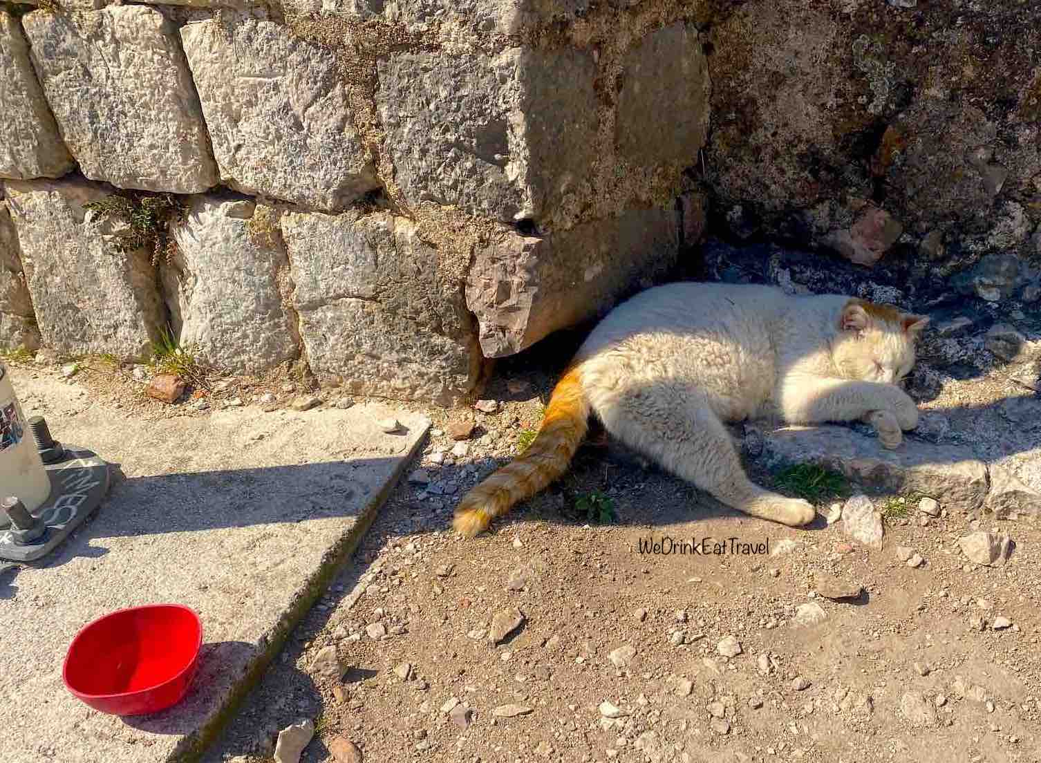 Traveling Kitty Lovers: You Need To Know About The Cats of Kotor - We ...