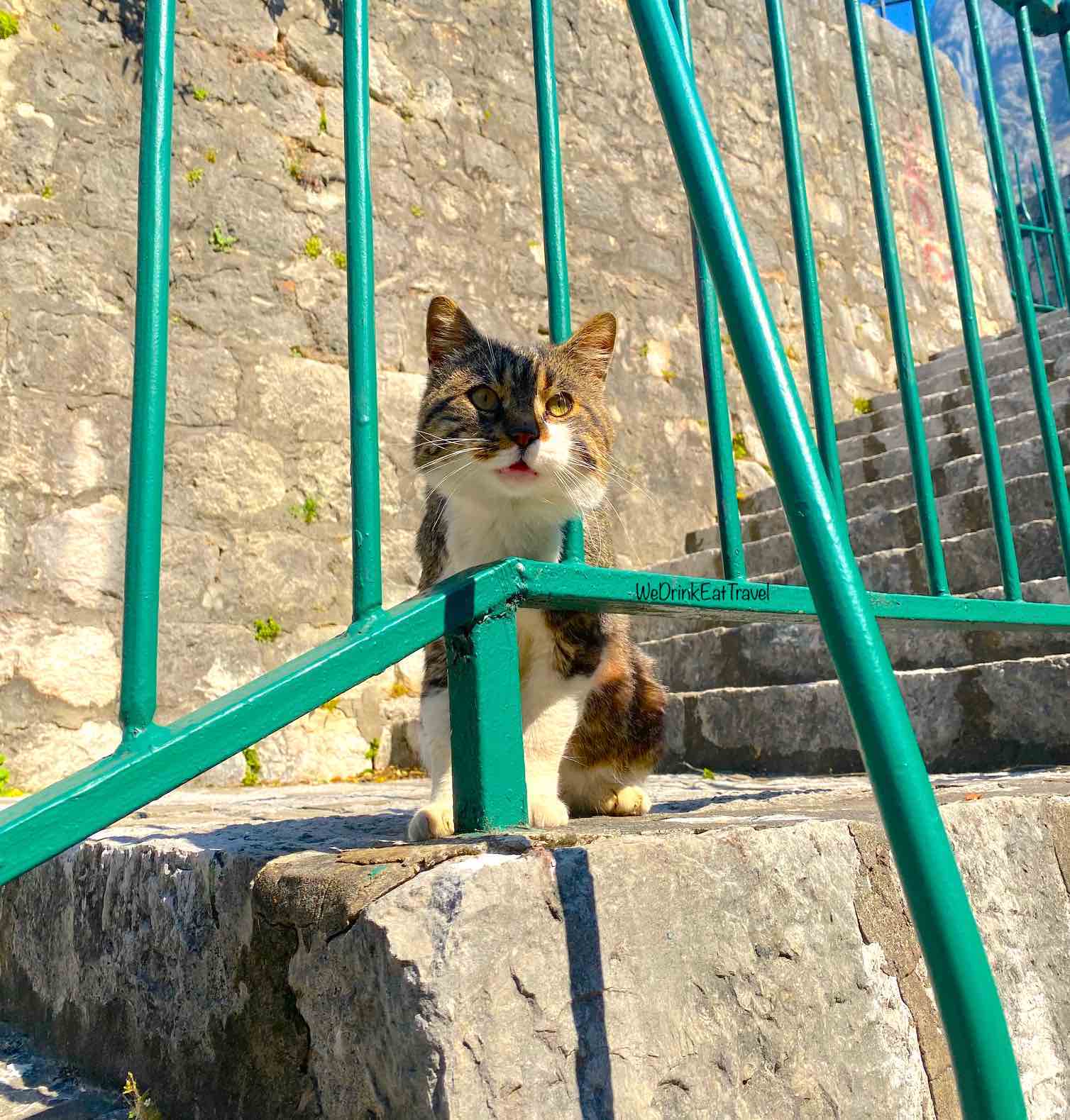 Traveling Kitty Lovers: You Need To Know About The Cats of Kotor - We ...